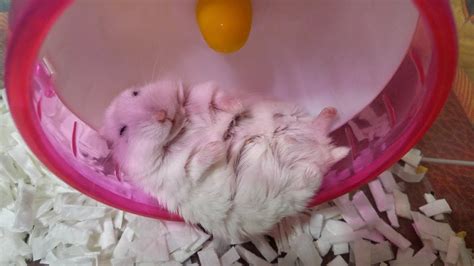 [hamster♡]누워 있는 햄스터를 깨우면 Youtube