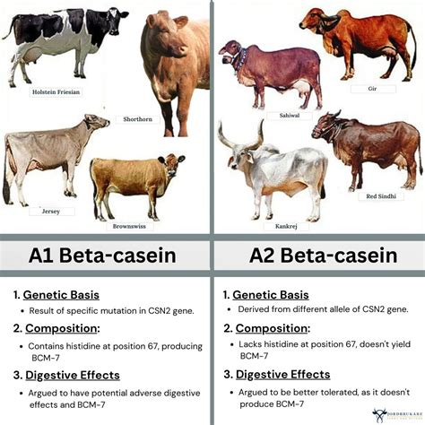 Comparison Between A1 And A2 Beta Casein In Milk Jordbrukare Posted