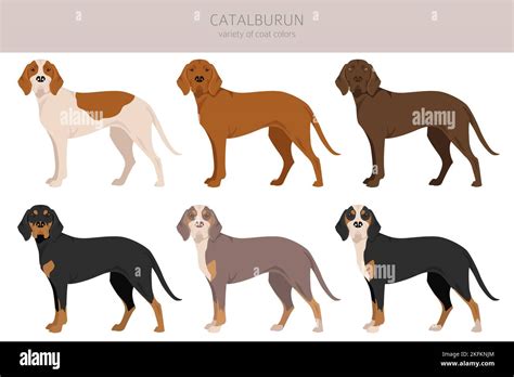 Catalburun Turkish Double Nose Pointer Clipart Different Poses Coat