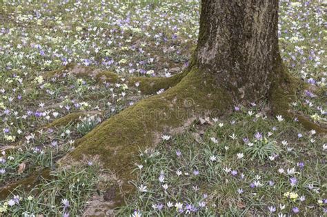 Saffron Flowers In The Grass Around Tree Roots Stock Image Image Of