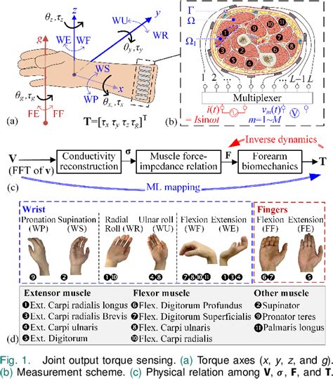 Figure 1 From Muscle Driven Joint Torque Estimation Based On Voltage Torque Mapping Of