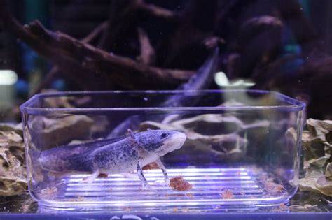 멕시코 도롱뇽 우파루파키우기 생존신고 네이버 블로그