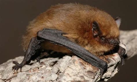 Uk Bat Species The Royal Parks