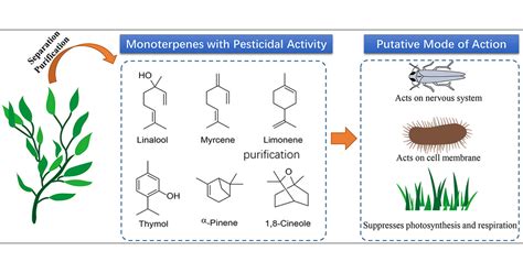 Monoterpene