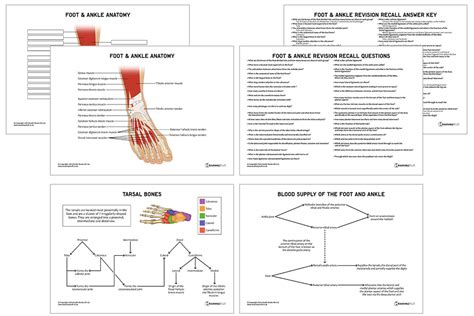 Foot Ankle Anatomy Revision Anatomystuff
