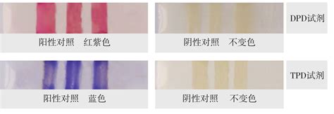 氧化酶试验 临床细菌与真菌鉴定图谱