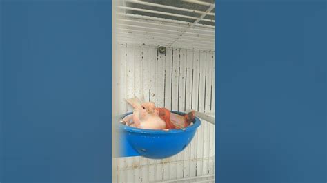 Criar E Preservar Sempre Youtube