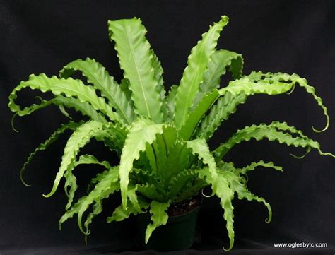 Asplenium Alchetron The Free Social Encyclopedia