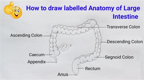 How To Make Diagram Of Large Intestine How To Draw Large Intestine