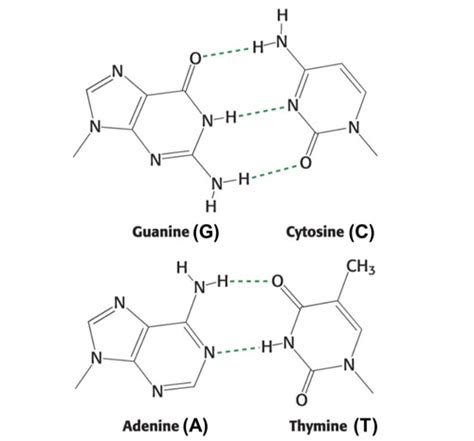 Biochem Molecular Interaction Flashcards Quizlet