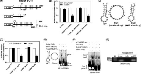 Tarbp2 Binds To Conserved Guanine Cytosine‐rich Stem‐loop Structure In Download Scientific