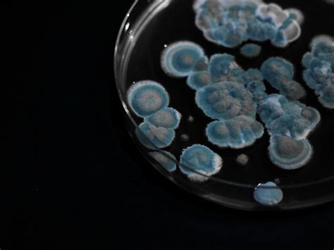 菌落conmor 站酷zcool