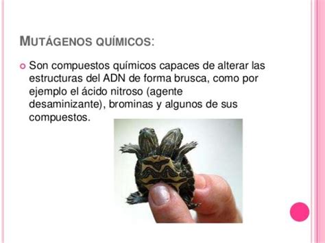 Descubre Qué Son Las Mutaciones Inducidas