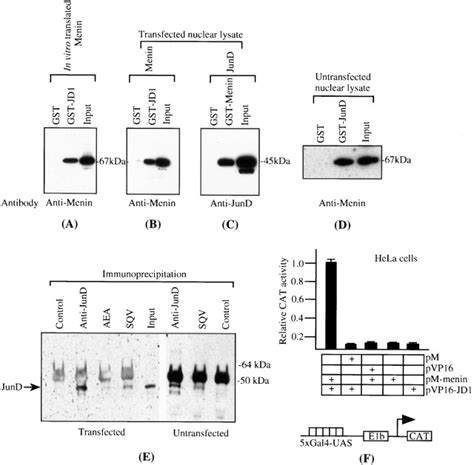 Menin Interacts With The Ap1 Transcription Factor Jund And Represses Jund Activated