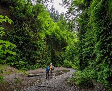 Hiking Redwood Forest Rocky Ridge Expands Stunning Mendocino Redwood