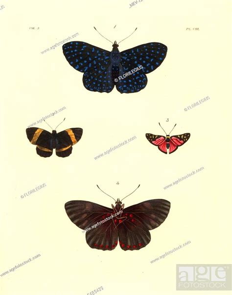 Cracker Butterfly Hamadryas Arethusa Upper Side 1 Under Side 4