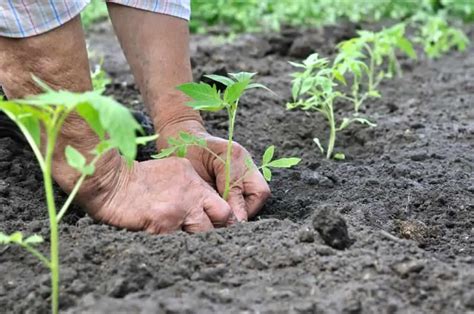 Tomate Propiedades Y Beneficios Cultivo Y Más