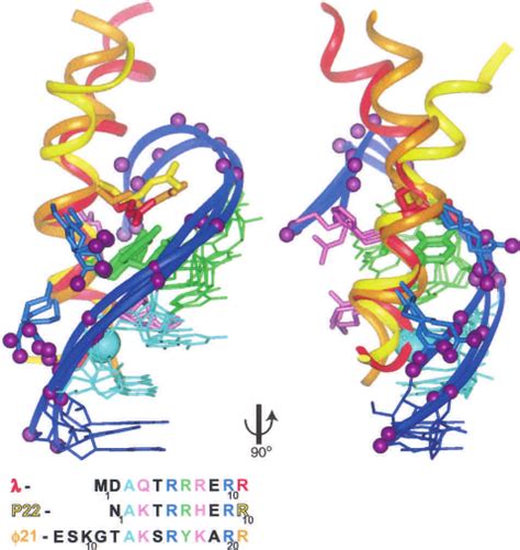 Two Views Of The Superposition Of The Boxb Stem Peptide Recognition Two Views Of The Superposition Of The Boxb Stem Peptide Recognition