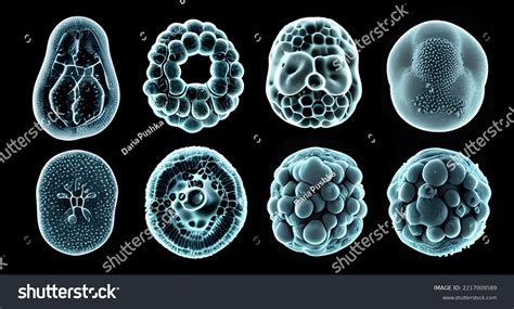Bacteria Under Microscope Microbiological System High Stock
