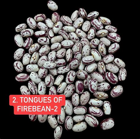 Tongues Of Fire Bean Iifb51 Bokashi Mart