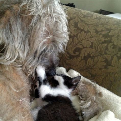 Millie Loves Her Kitten