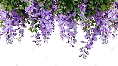 Beautiful Wisteria Flowers Wisteria Flowers Flowers Flower Background Image And Wallpaper For
