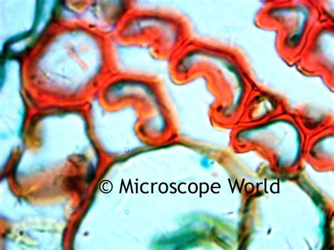 Microscope World Blog Wheat Leaf Rust