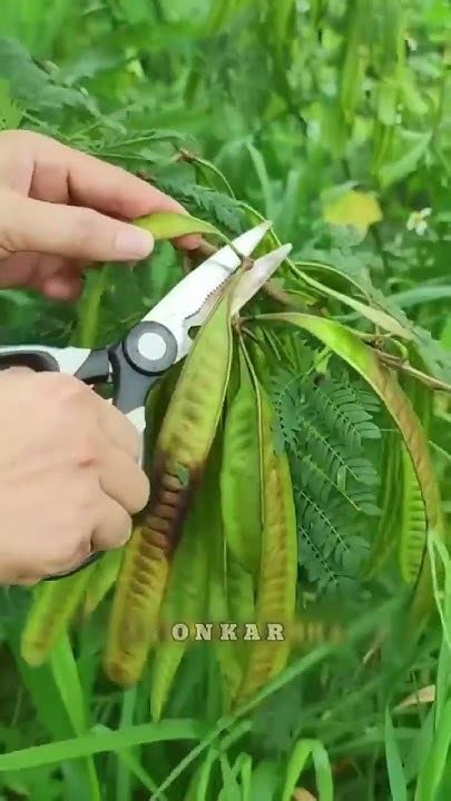 Subabul Plants Plantation Greenery Subabul Seeds U Can Make