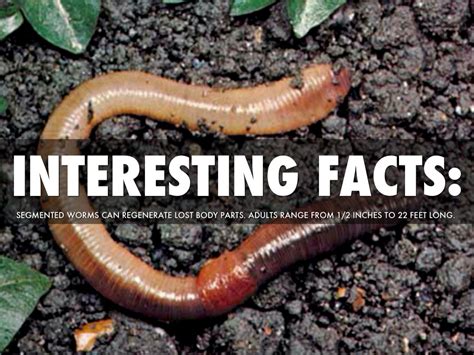 Segmented Worms By James Pifer