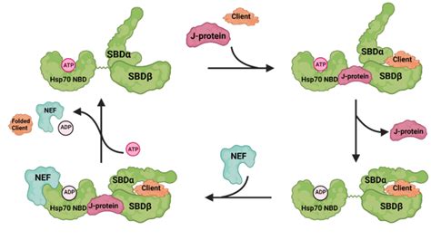 Figure 1 From Targeting Chaperone Co Chaperone Interactions With Small