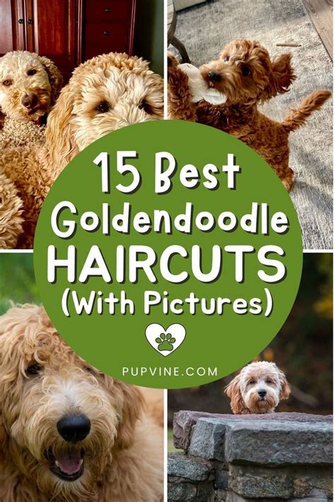 Goldendoodle Haircuts Artofit