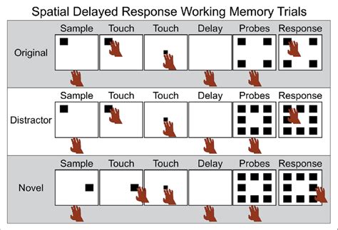 Schematic Illustration Of The Three Types Of Spatial Delayed Response Download Scientific