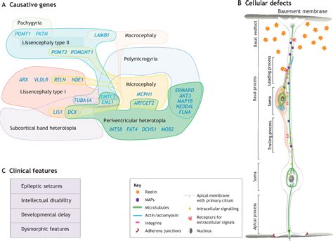 Figure 4 From Neuronal Migration In The Cns During Development And