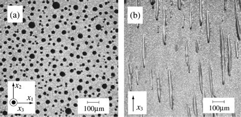 Photomicrographs Of Cross Section A And Longitudinal Section B For Download Scientific