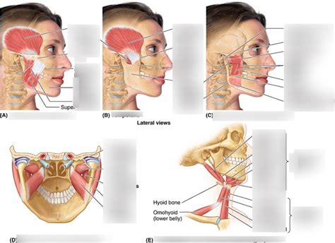 Temporal Infratemporal Region Pt Diagram Quizlet