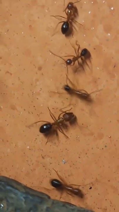 Camponotus Floridanus Youtube