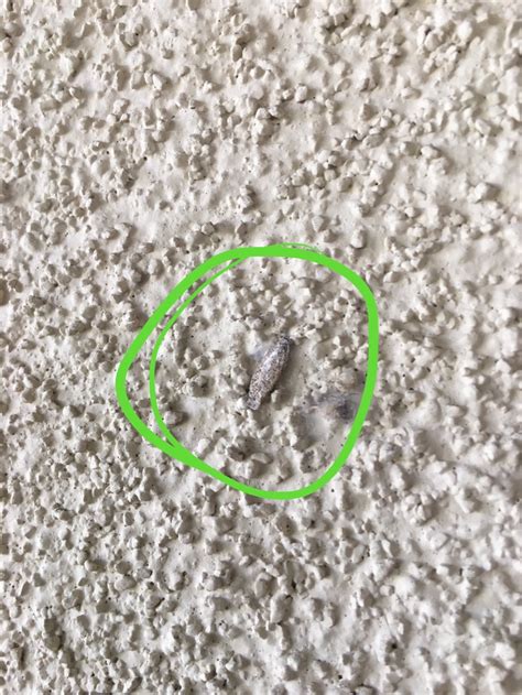 Ever Seen This White Thingy Lurking On The Walls Of Your Home And Wondered “wtf Is This”