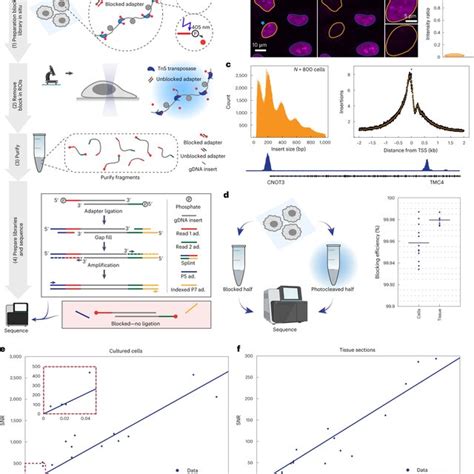 Pss Identifies Features Of Chromatin At The Nuclear Periphery A Images