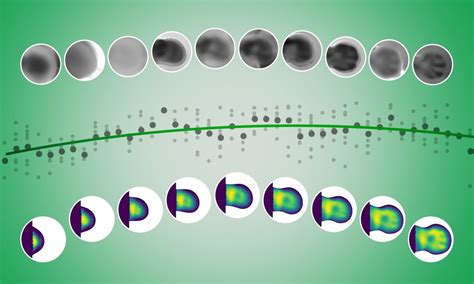 revealing the secrets of protein evolution using the alphafold database