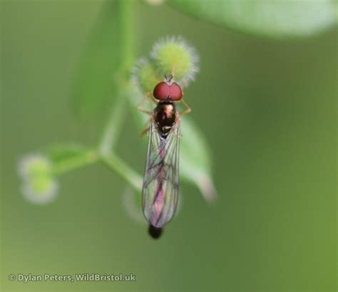 Gossamer Hoverfly Baccha Elongata Species Wildbristol Uk
