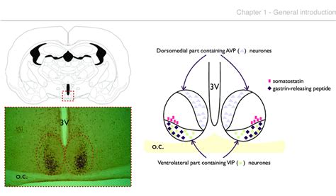 Localisation And Neuropeptides Content Of The Scn Scn Are Located Just Download Scientific