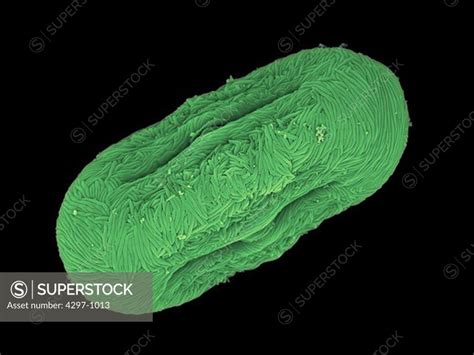 Colorized Scanning Electron Microscope Image Of Dill Pollen The Pollen Has Been Acetolyzed To