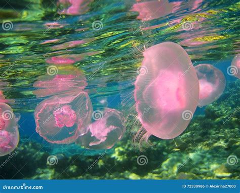 Jellyfish Migration Route Mapped Over Satellite Imagery Royalty Free
