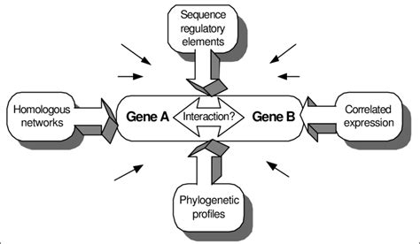 Information Sources That Could Be Useful In Inferring Gene To Gene Download Scientific Diagram