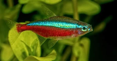 15 Best Schooling Fish For Aquariums Oceanbitez