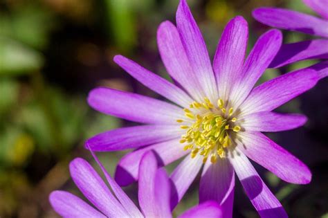 Article And Declination Of The Noun Anemone In German