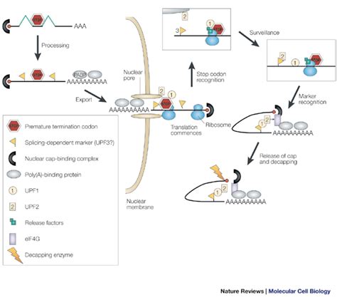 The Cap To Tail Guide To Mrna Turnover Nature Reviews Molecular Cell Biology