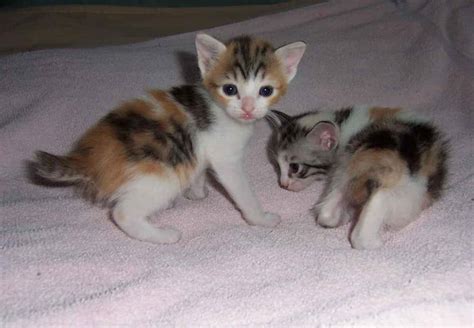 The 28 Cutest Kitten Breeds W Pictures Ranked By Cat Lovers