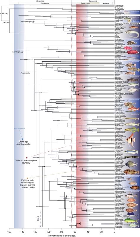 Research Phylogenetics