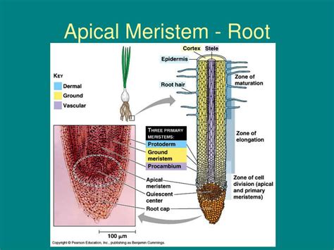 Ppt Plant Structure And Growth Powerpoint Presentation Free Download
